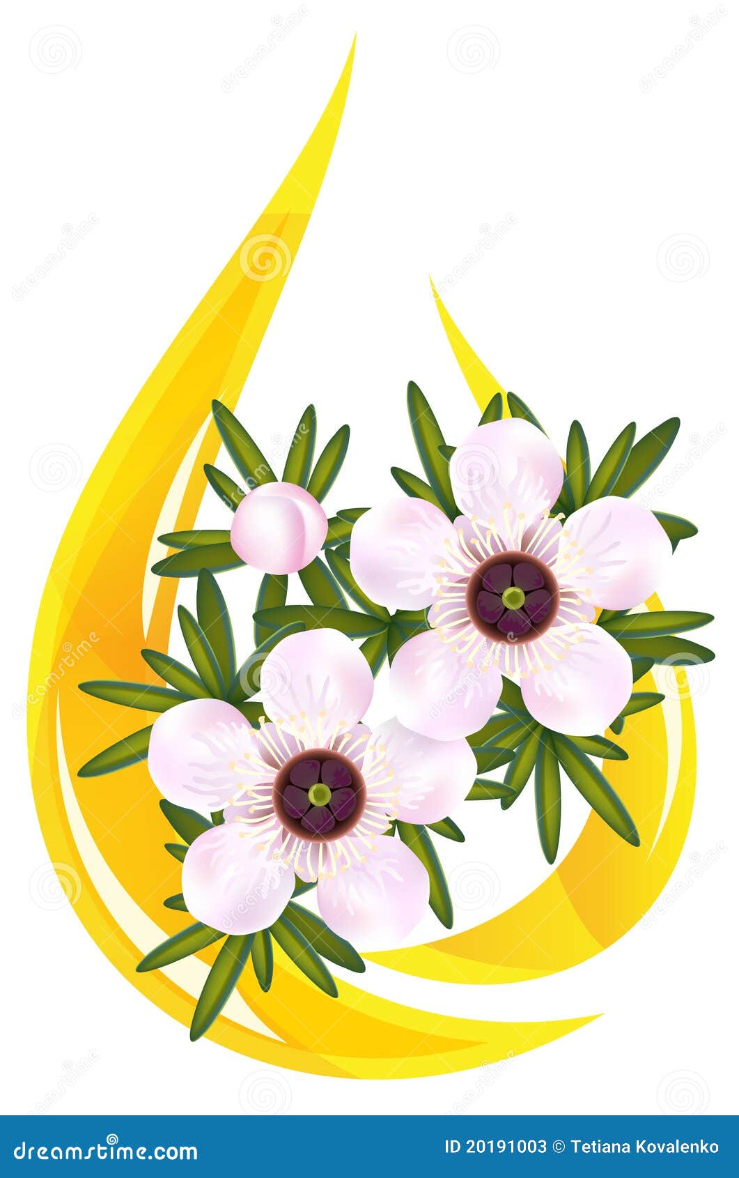 Manuka or Tea Tree or Just Leptospermum. Stock Vector - Illustration of ...