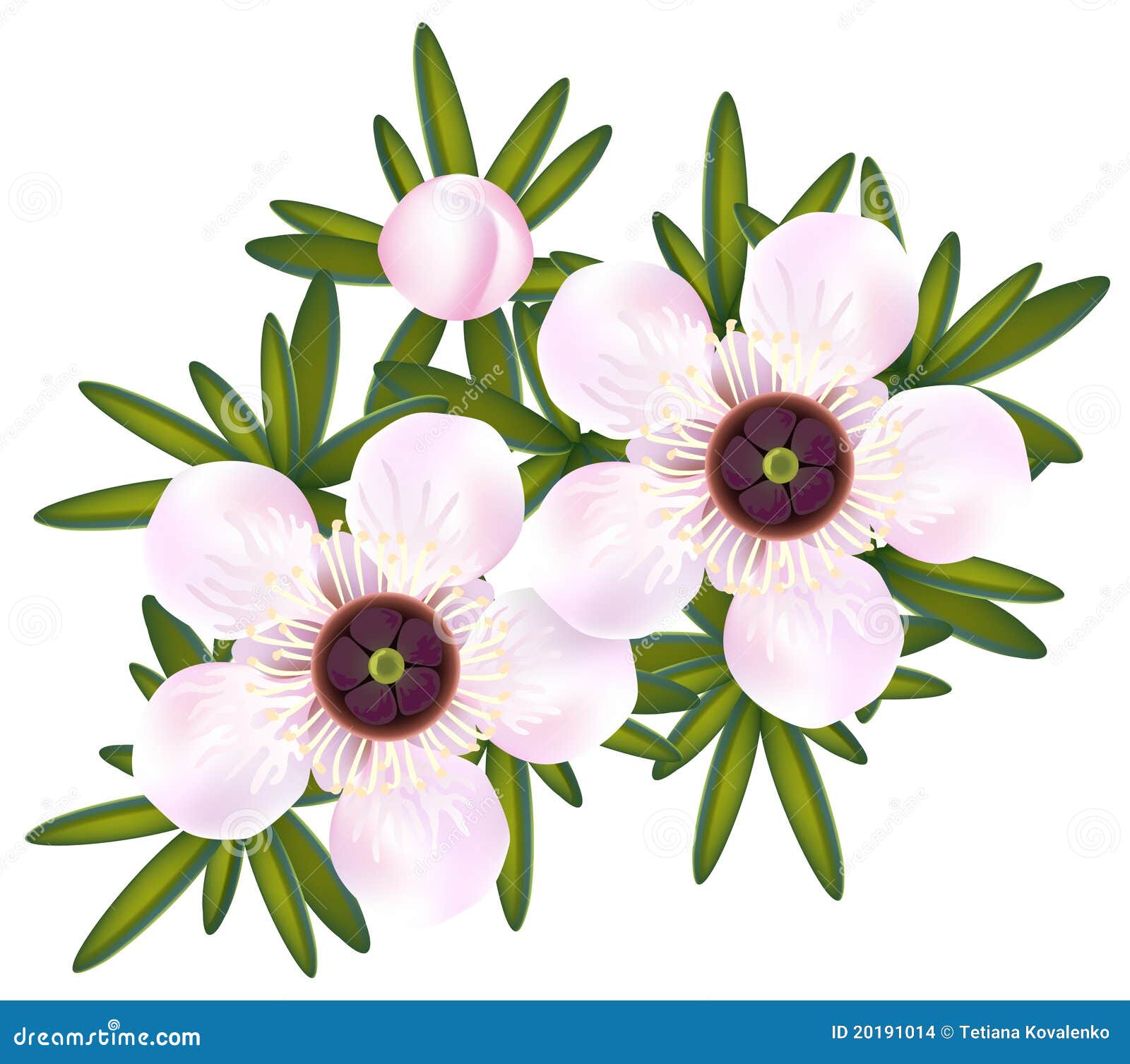 Manuka or Tea Tree or Just Leptospermum. Stock Vector - Illustration of ...