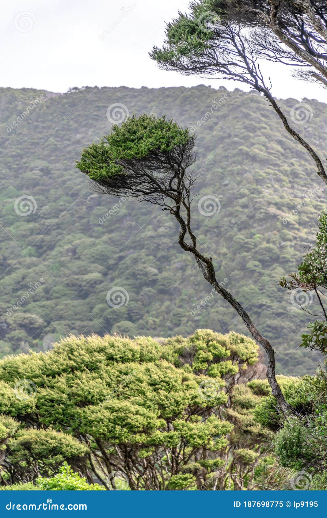 Manuka tree in forest stock image. Image of scenery - 187698775