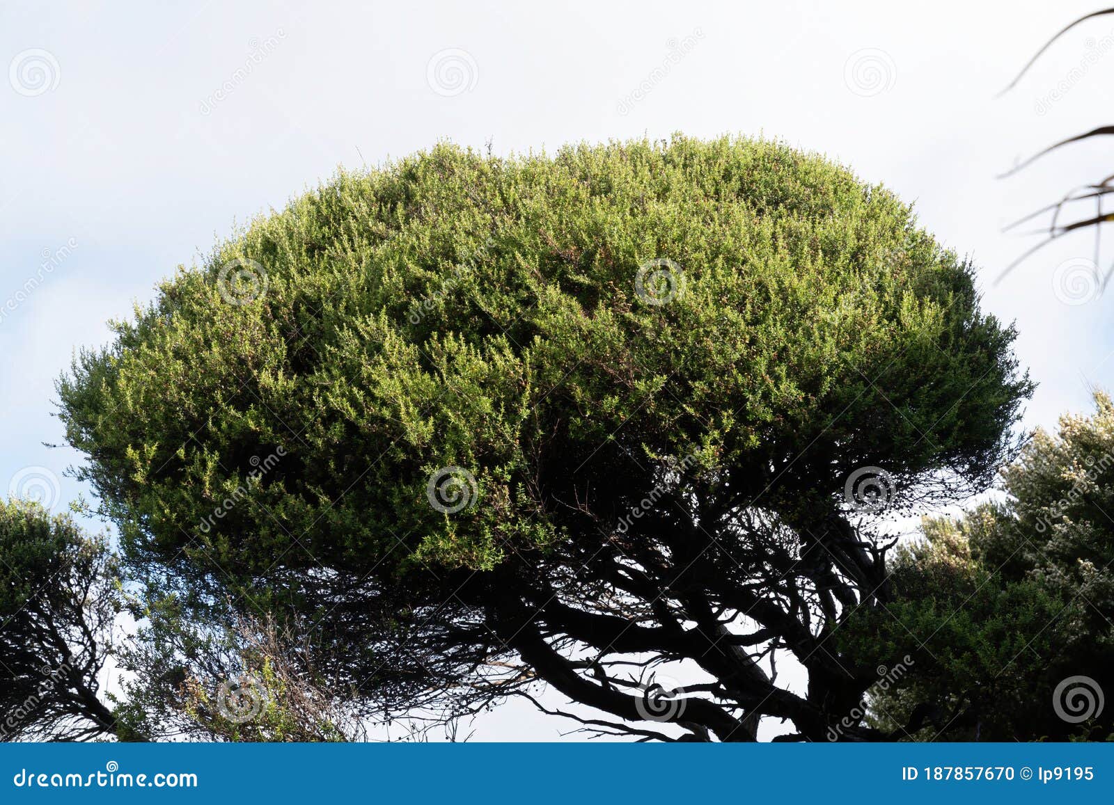Manuka tree in forest stock photo. Image of summer, scenic - 187857670