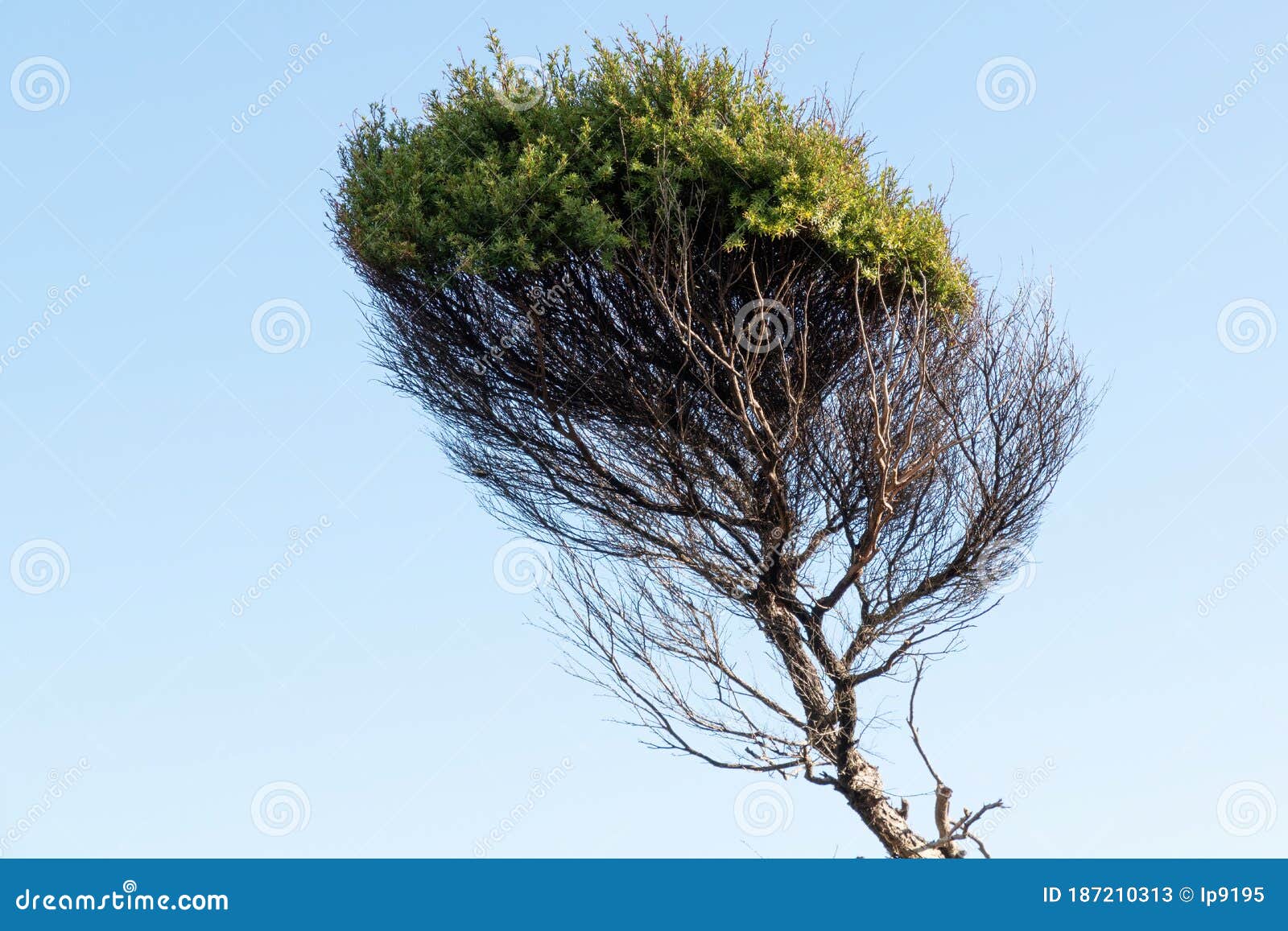 Manuka tree stock image. Image of brown, regional, bush - 187210313