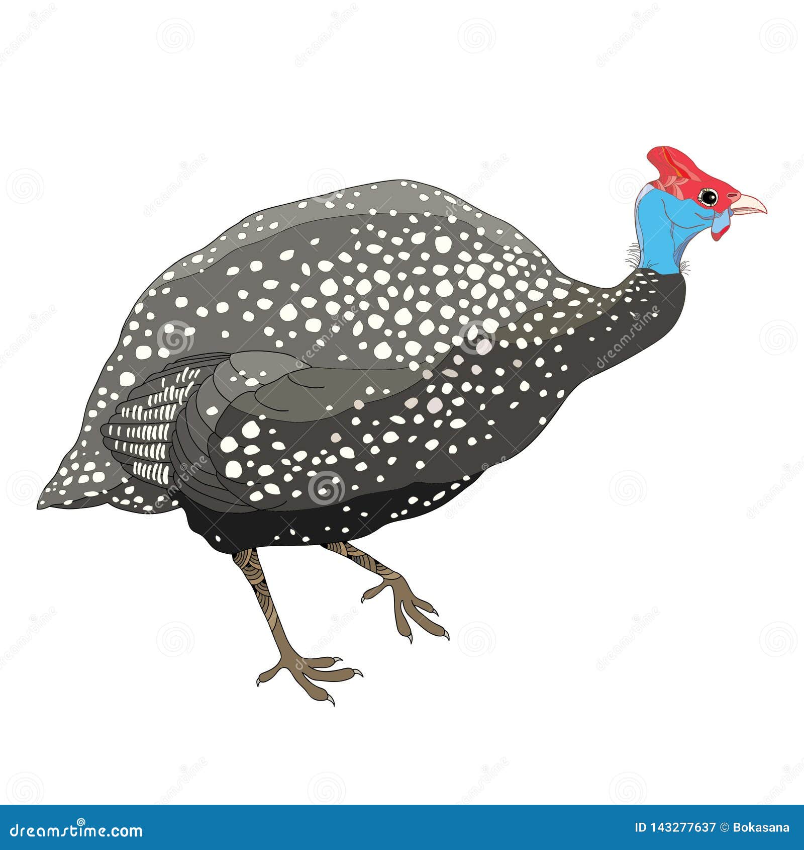 Guinea Guinea Fowl Numididae Standing On A Side View Silhouette Found ...