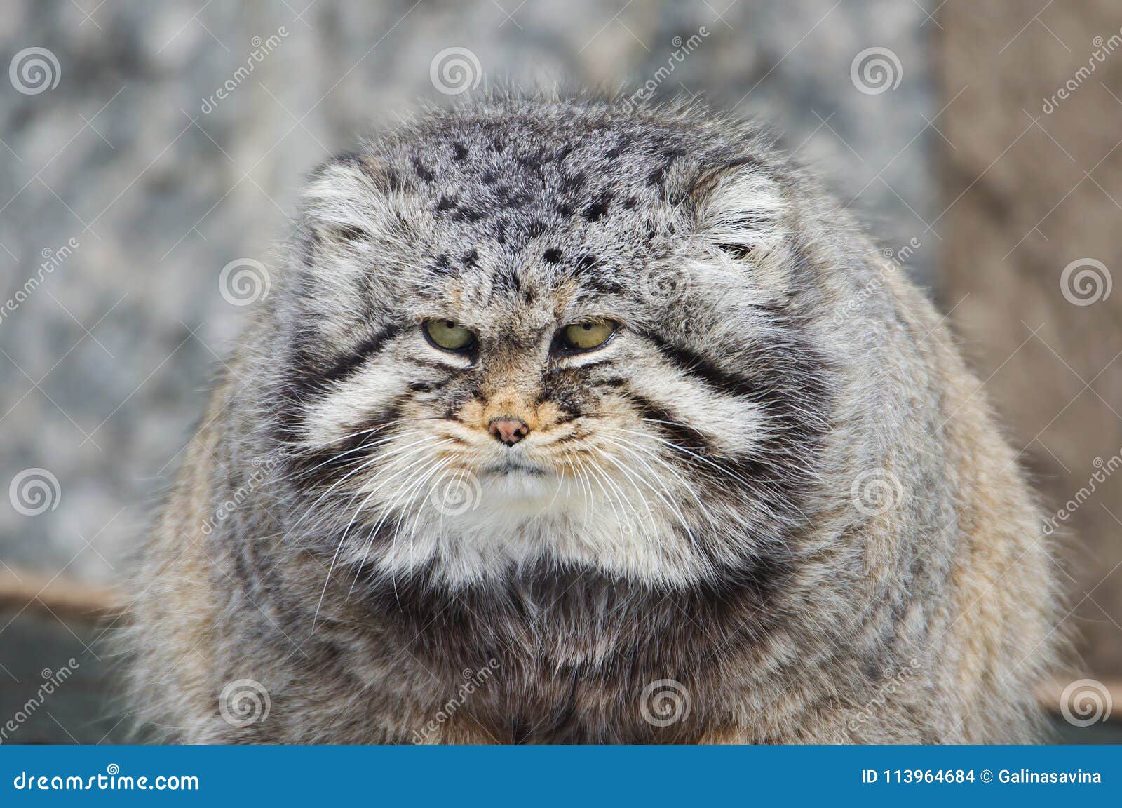 Manul, Paliuszu Kot Lub Dziki Kot, Zdjęcie Stock - Obraz złożonej z ...