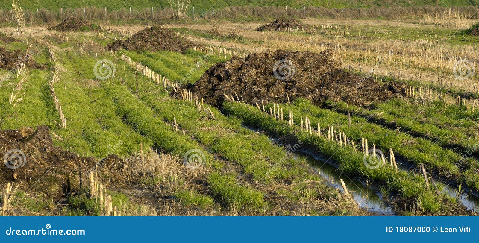 Manure stock photo. Image of heap, manure, earth, brown - 18087000