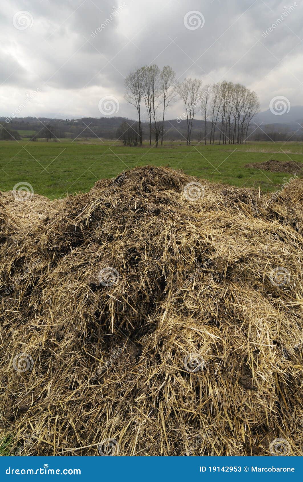 Manure stock image. Image of plowed, farmer, fertilized - 19142953