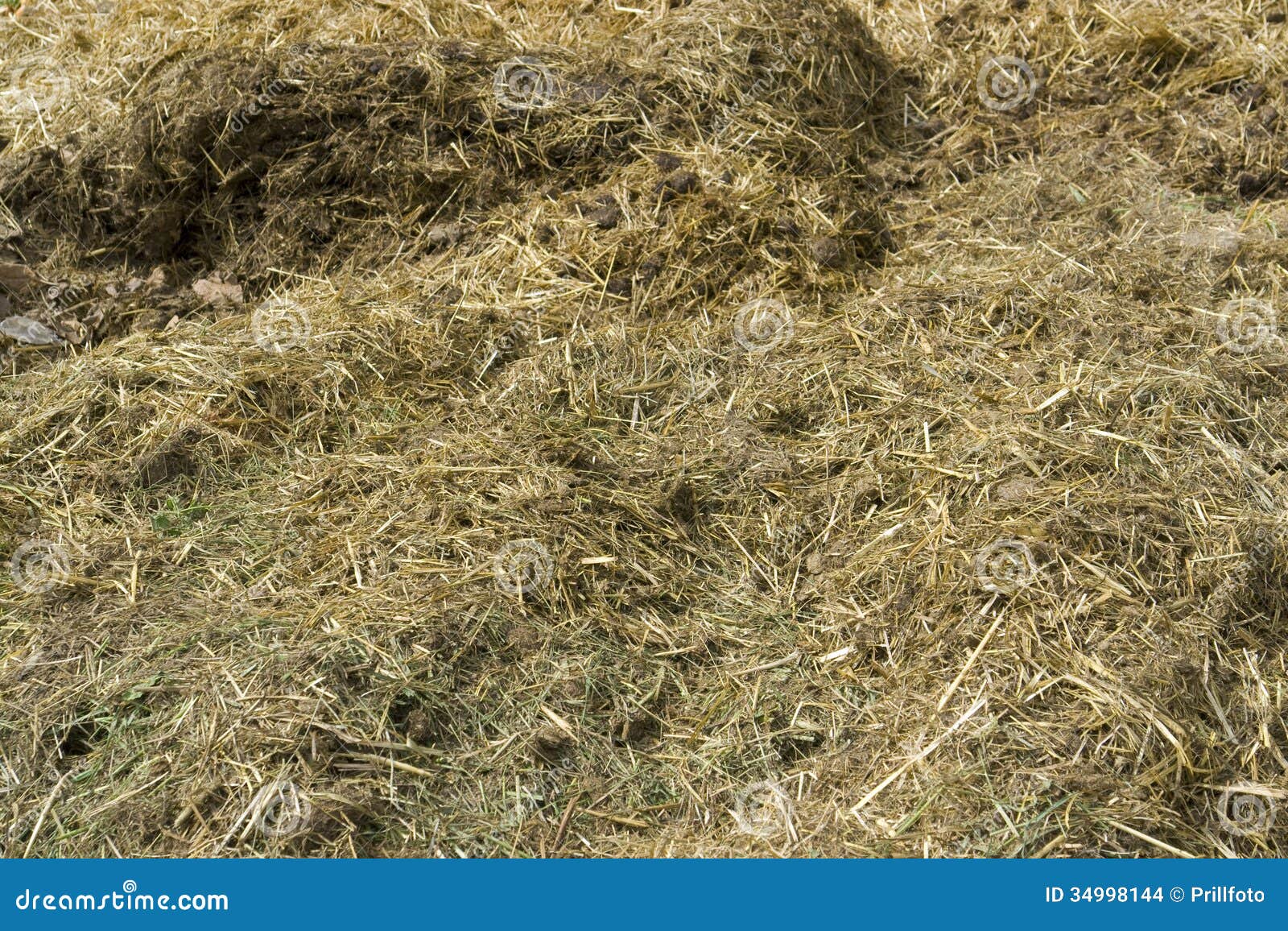Manure detail stock photo. Image of waste, straw, decay - 34998144