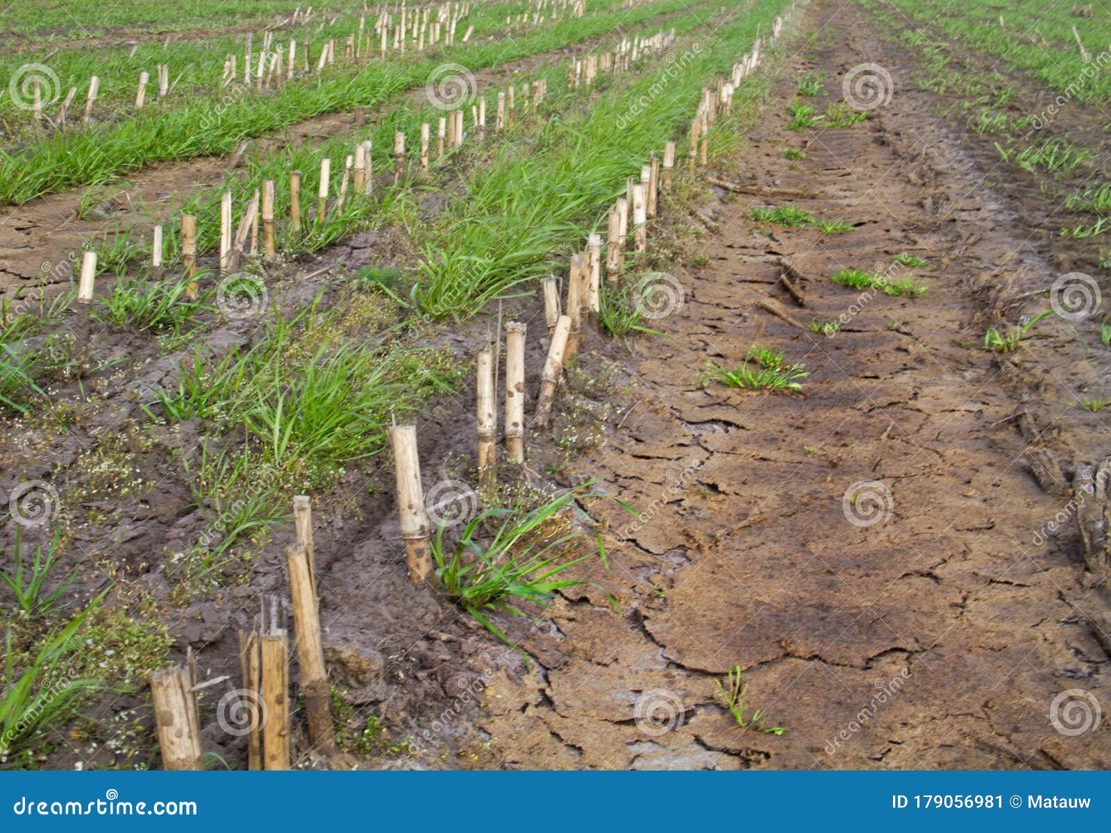 Manure on a field stock image. Image of agriculture - 179056981