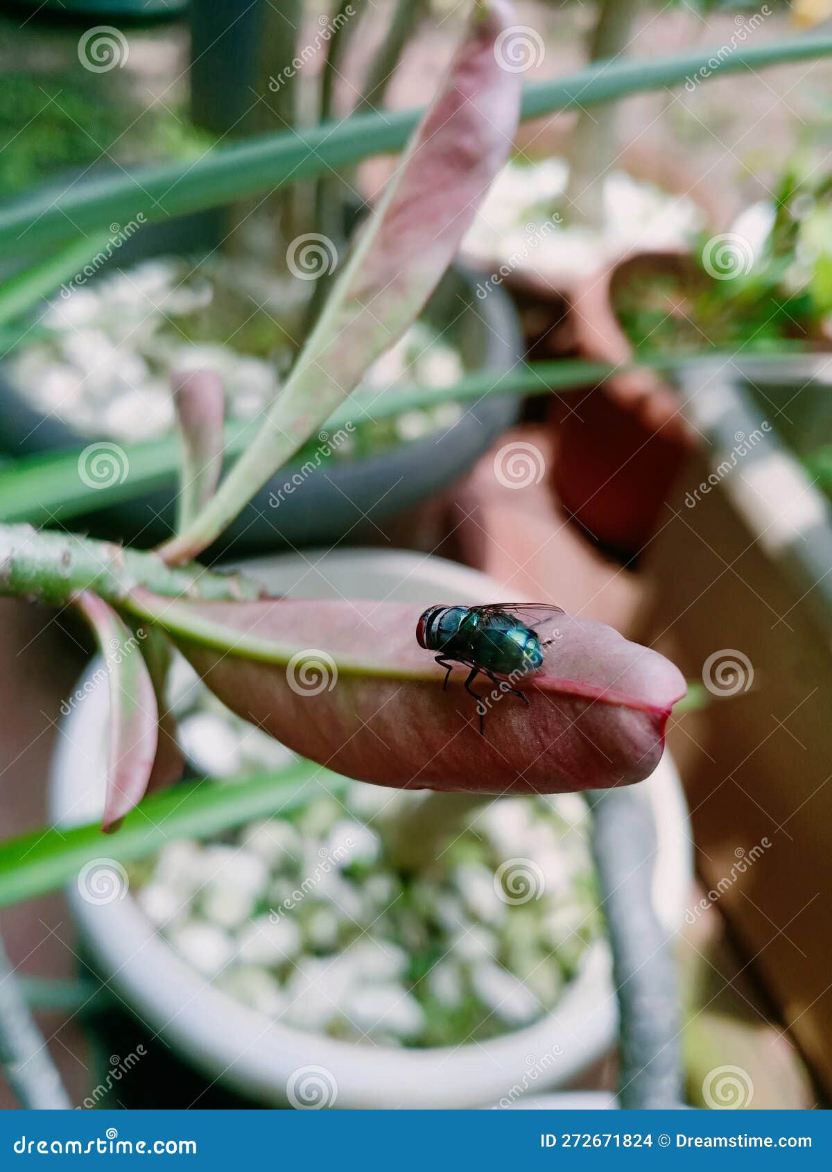 Manure Flies Perch on the Leaves Stock Photo - Image of tree, animal ...