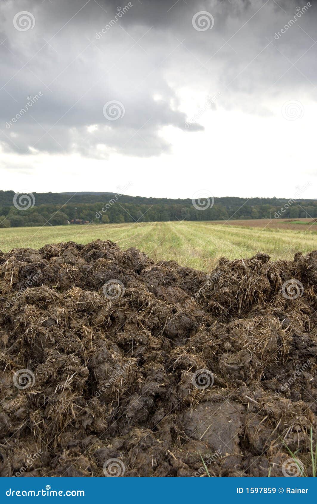 Manure heap stock image. Image of odour, dung, organic - 1597859