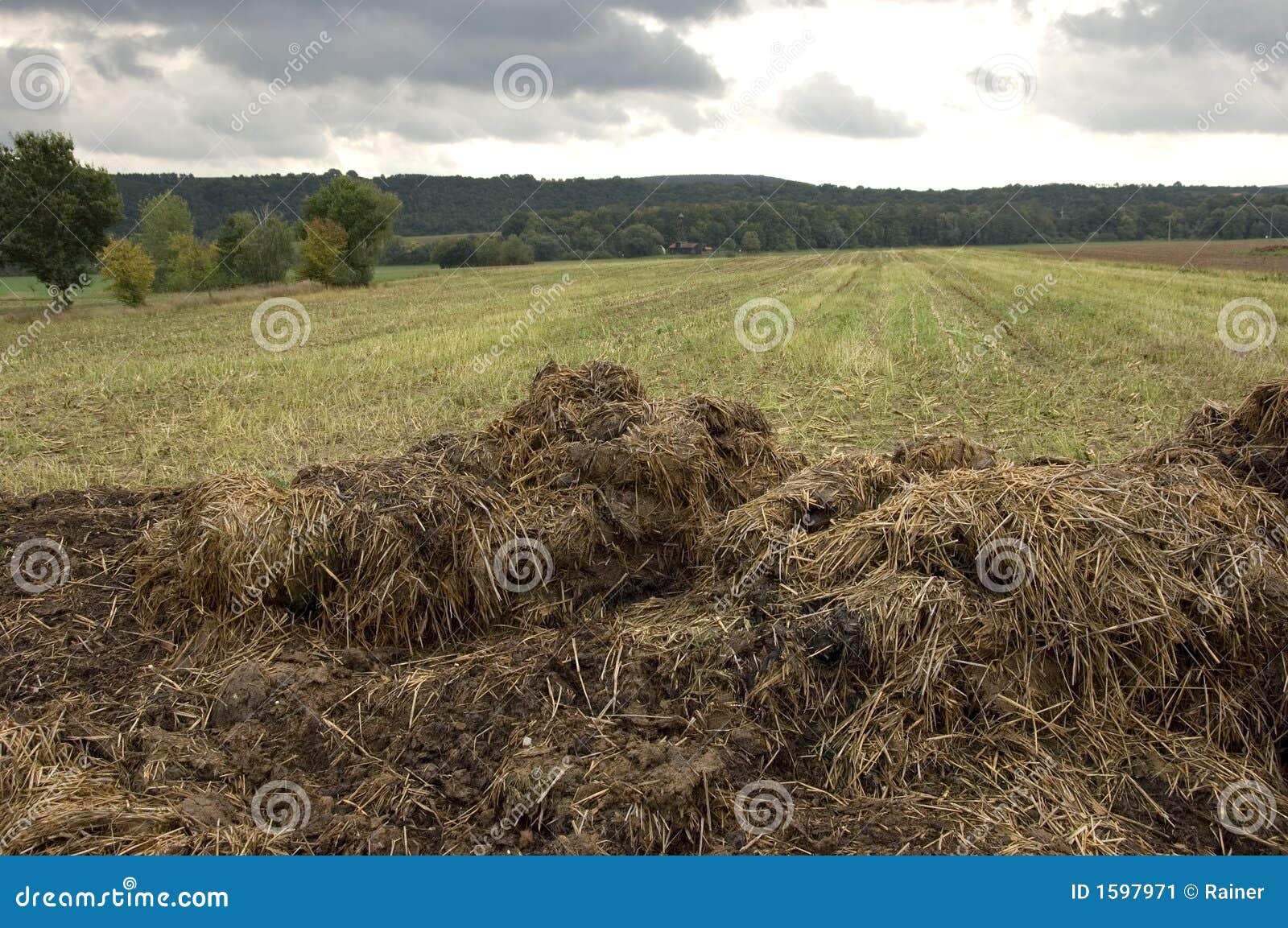 Manure Heap Royalty-Free Stock Photo | CartoonDealer.com #1597971
