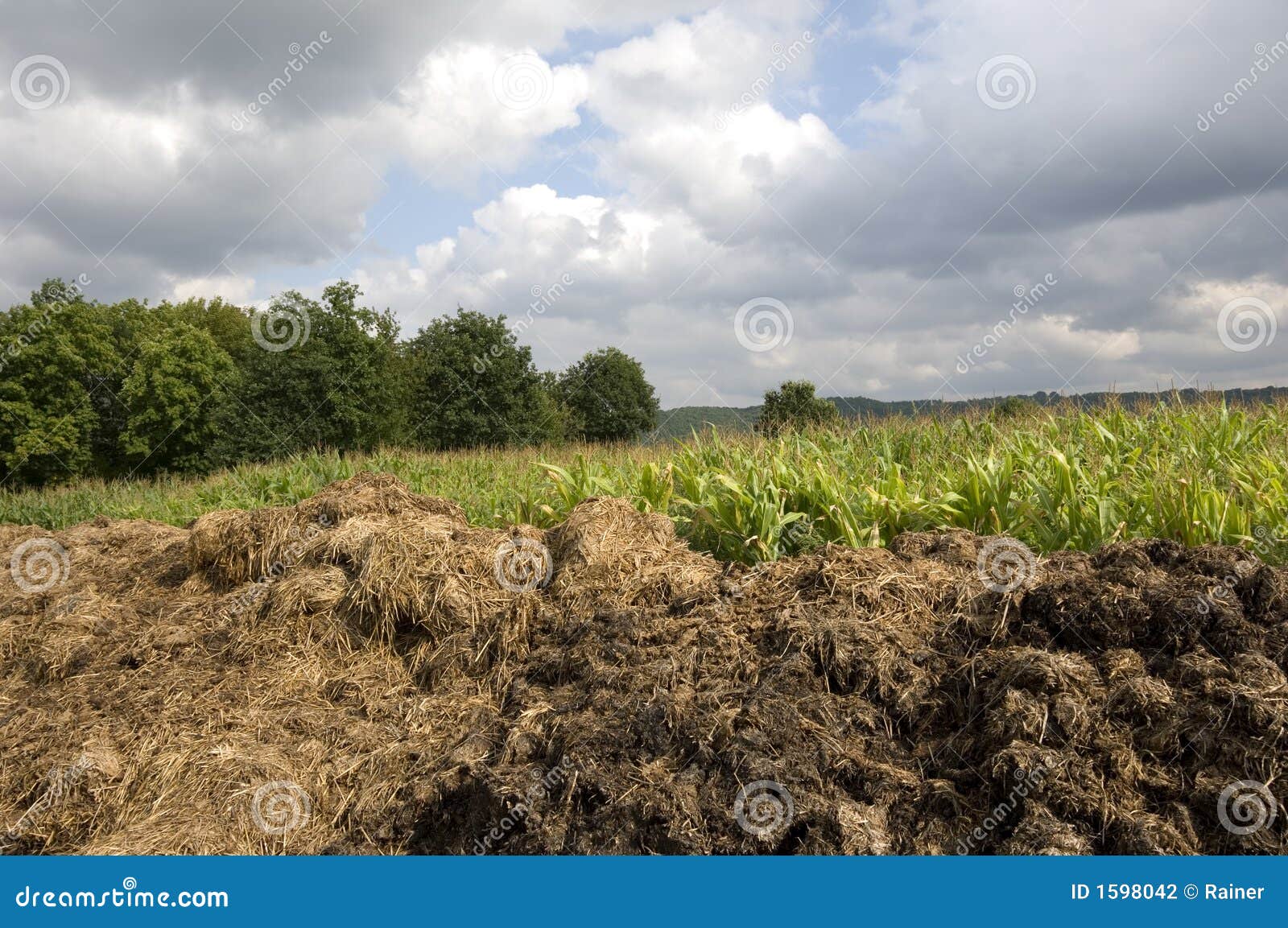 Manure heap stock photo. Image of natural, ground, manure - 1598042