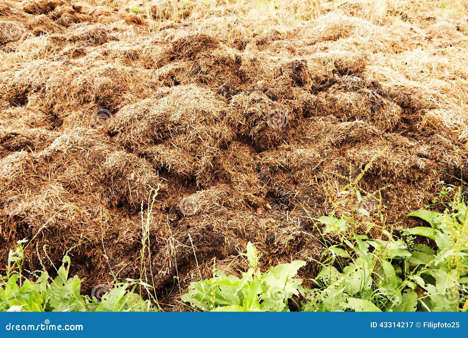 Manure heap stock image. Image of fertile, arable, country - 43314217