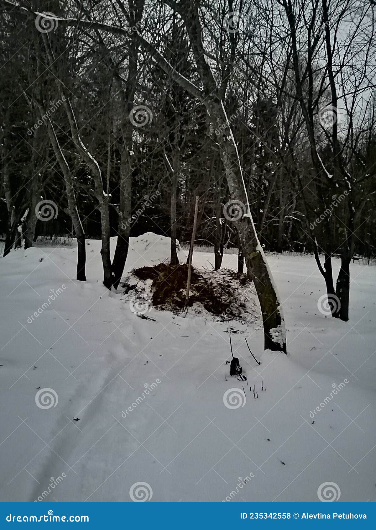 A Manure Stack in Winter stock photo. Image of manure - 235342558