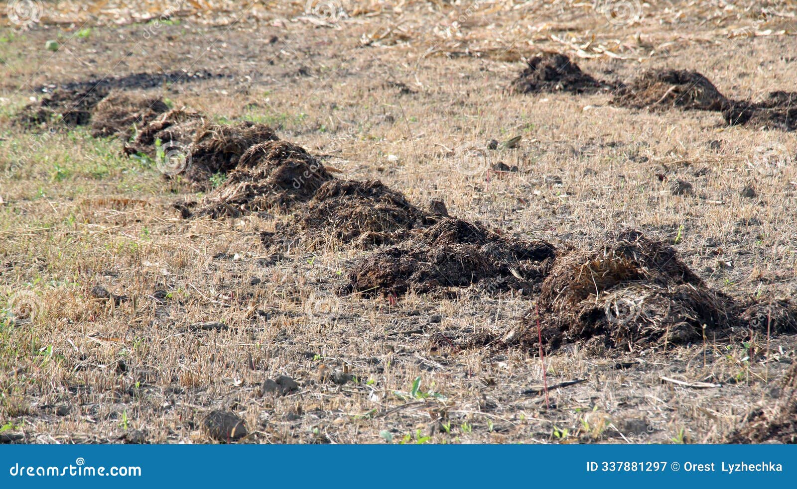 Manure Is Stored In Small Piles On A Farm Field Royalty-Free Stock ...