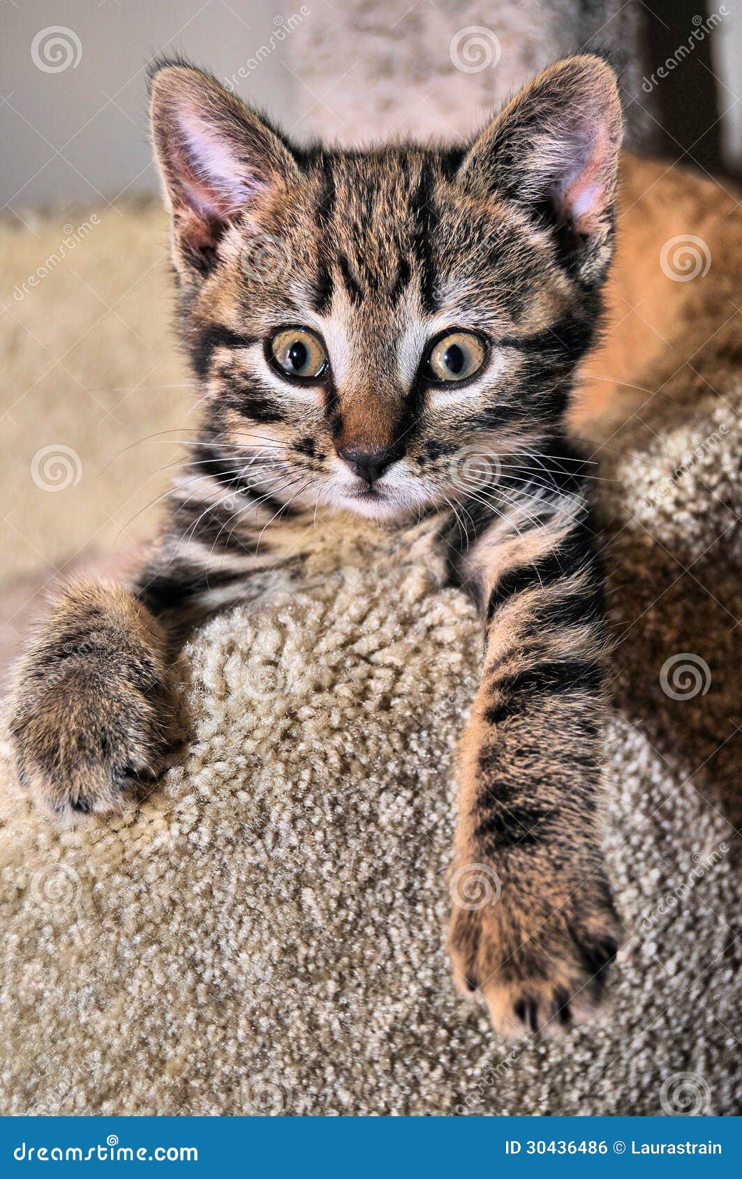 Manx Cat Kitten stock photo. Image of feline, manx, stare - 30436486