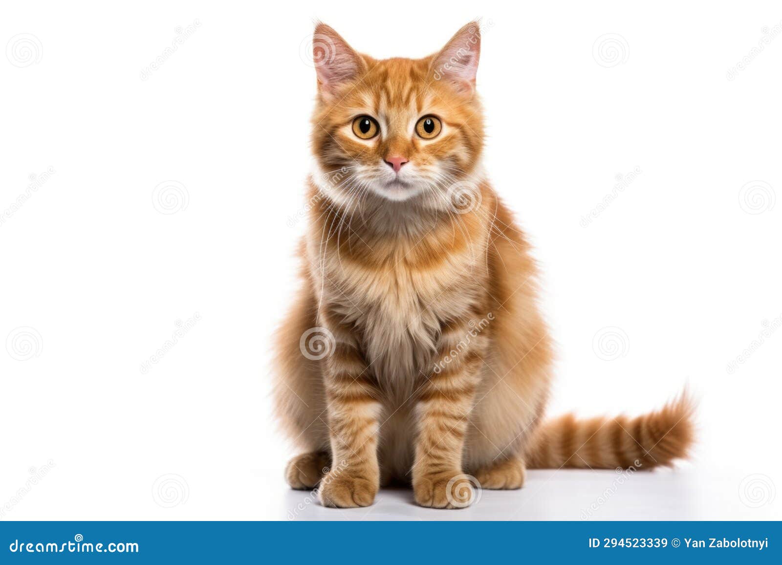 Manx Cat Stands On A White Background Stock Illustration Illustration