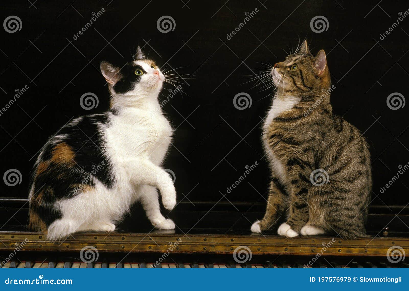 Manx Domestic Cat, Breed without Tail Stock Image - Image of pets ...