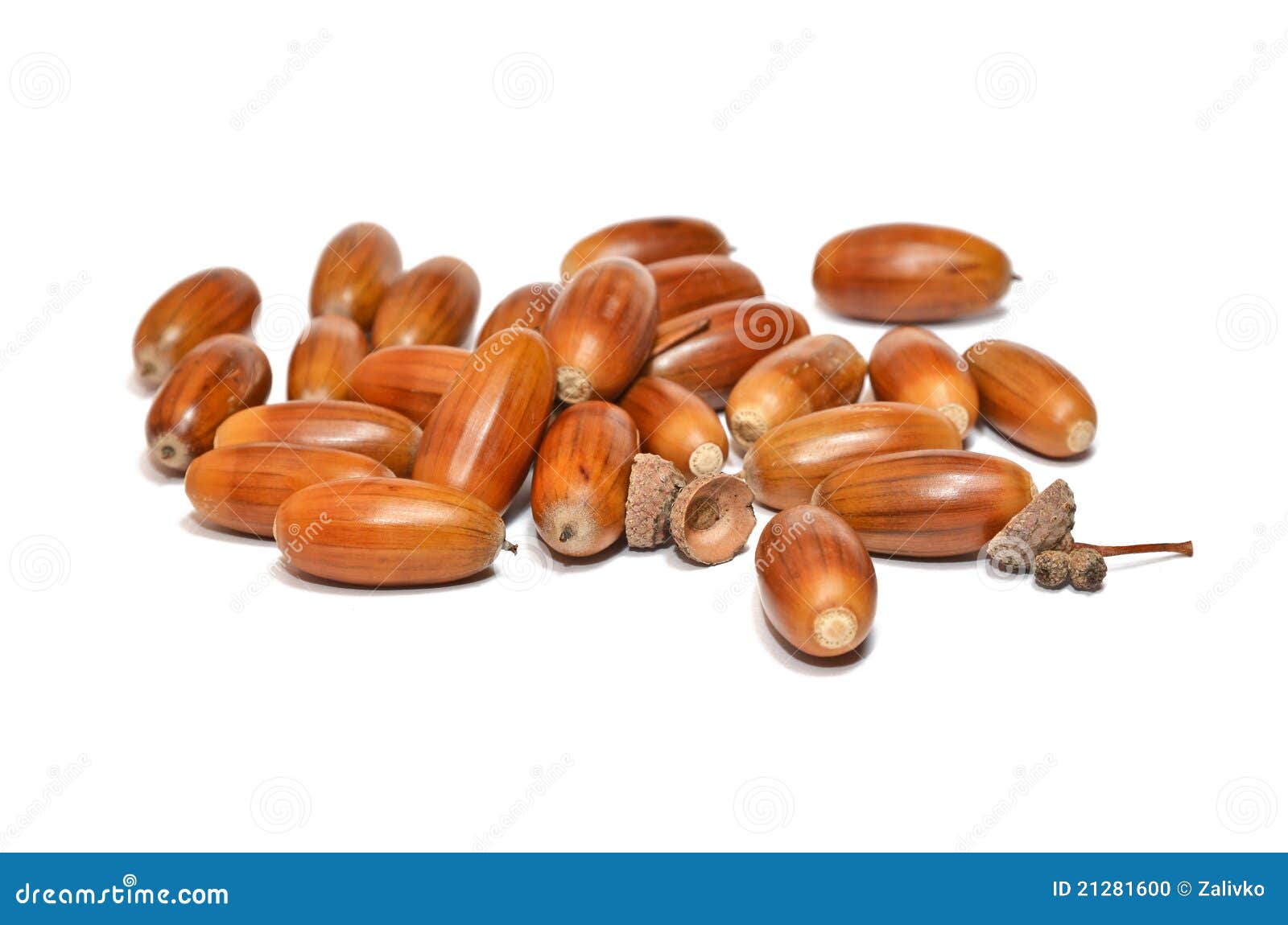 Many acorns stock photo. Image of herb, fruit, forest - 21281600