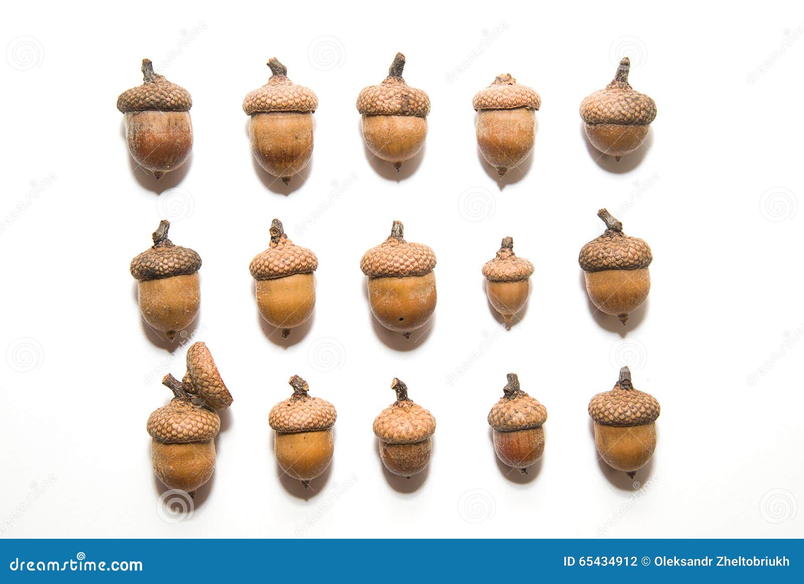 Many Acorns with Caps on Over White Stock Photo - Image of forest ...