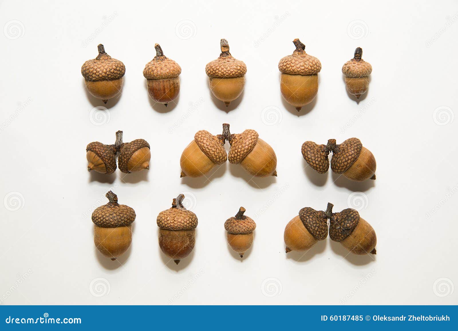 Many Acorns with Hats on Over White Stock Image - Image of inoculation ...
