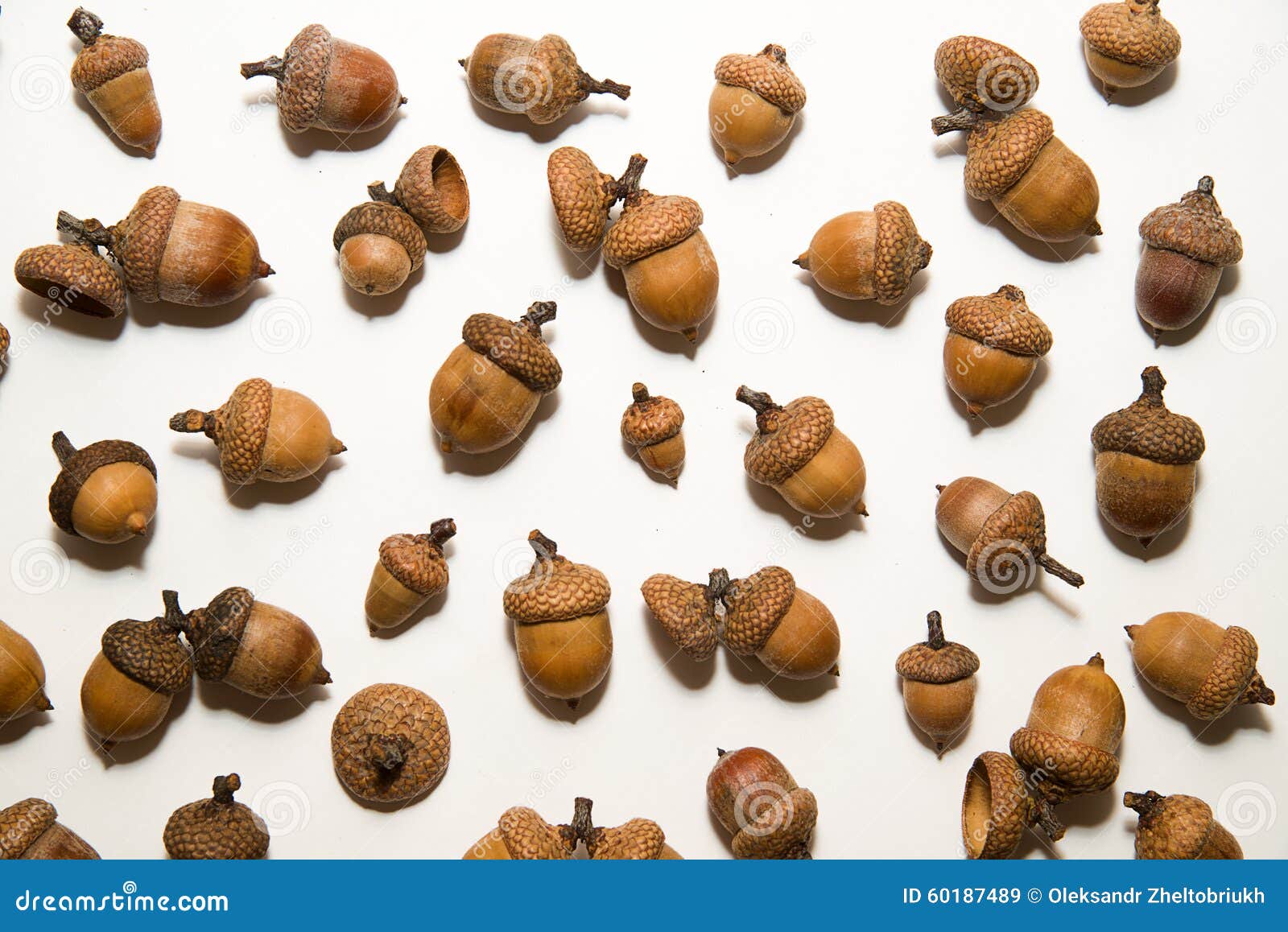 Many Acorns with Hats on Over White Stock Image - Image of hazelnut ...