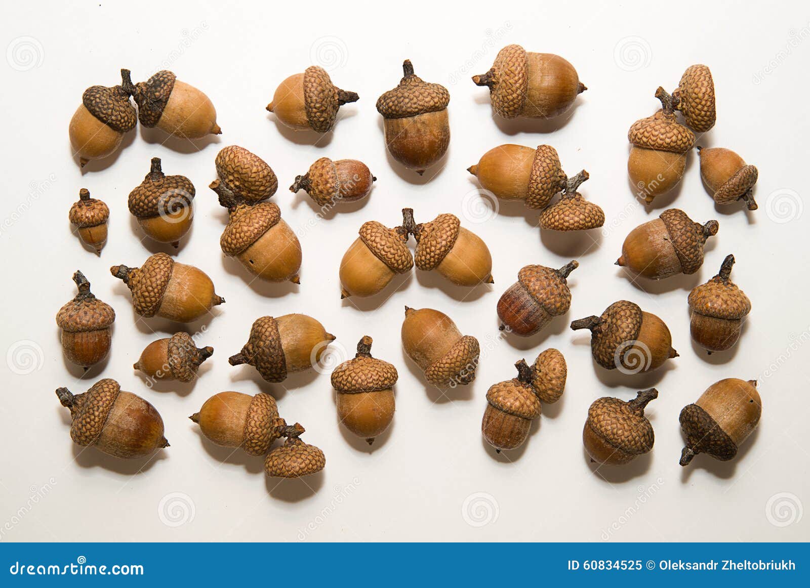 Many Acorns with Hats on Over White Stock Image - Image of kernel, seed ...