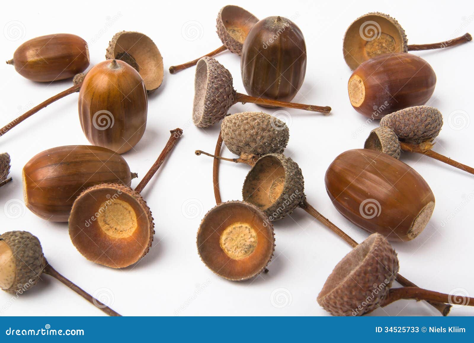 Many acorns and shells stock image. Image of autumn, decoration - 34525733
