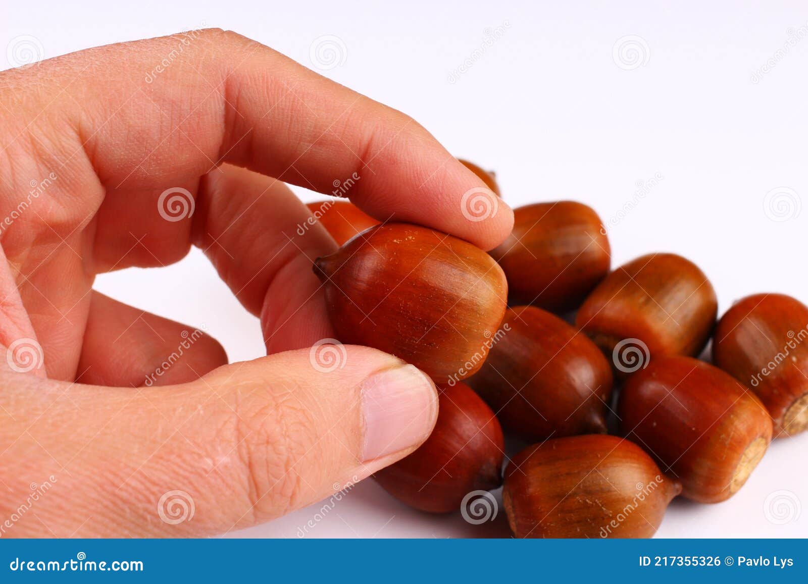 Many Acorns on a White Background Stock Photo - Image of dried, autumn ...
