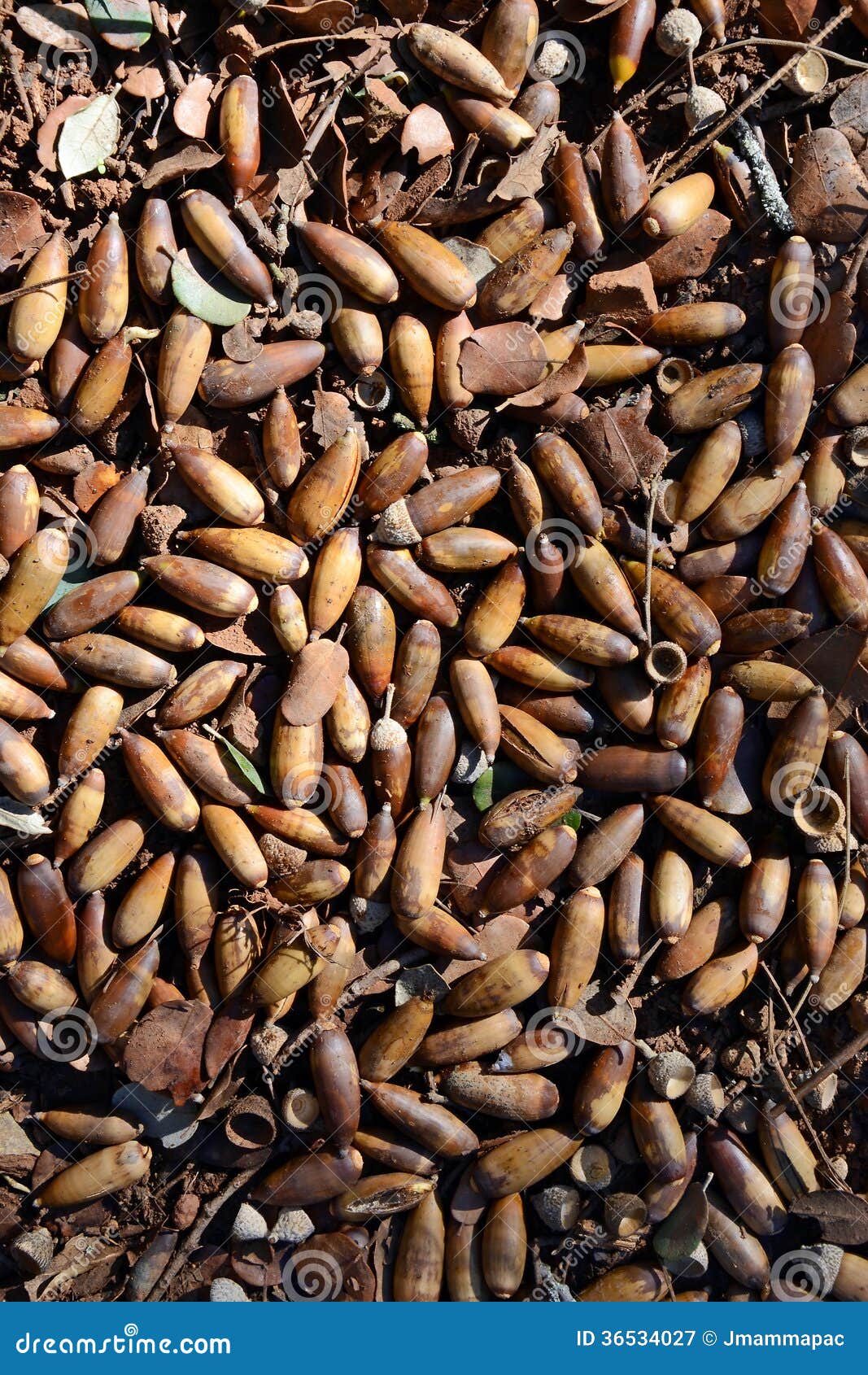 Many acorns in winter stock image. Image of close, fall - 36534027