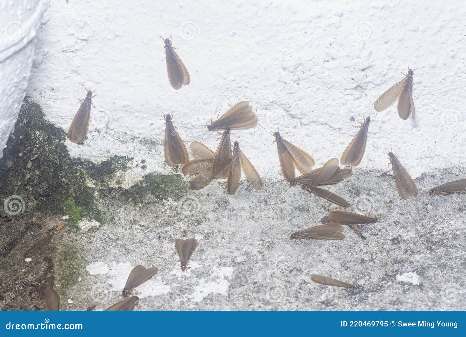 Many Alates Termite Winged Insects. Stock Image - Image of burrow ...