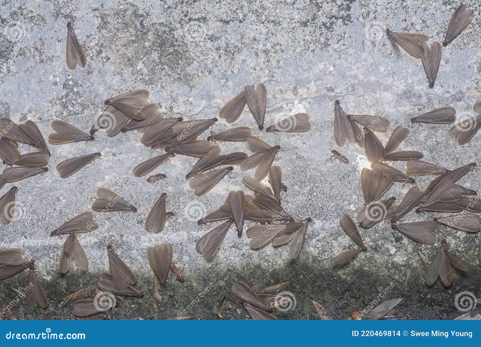 Many Alates Termite Winged Insects. Stock Photo - Image of death, drain ...