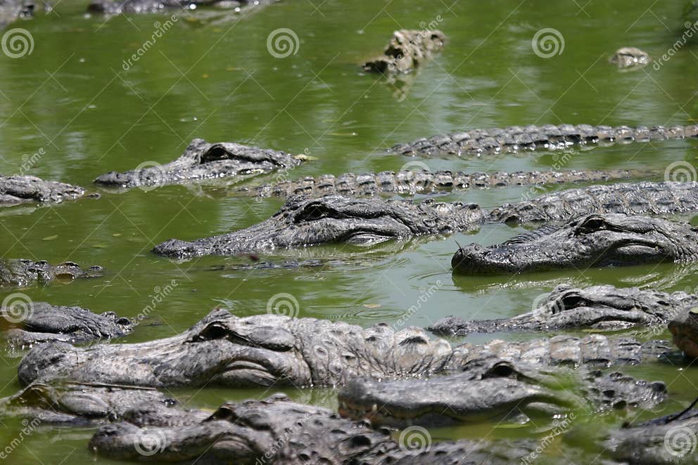 Many Alligators stock image. Image of scale, wild, reptile - 7702001