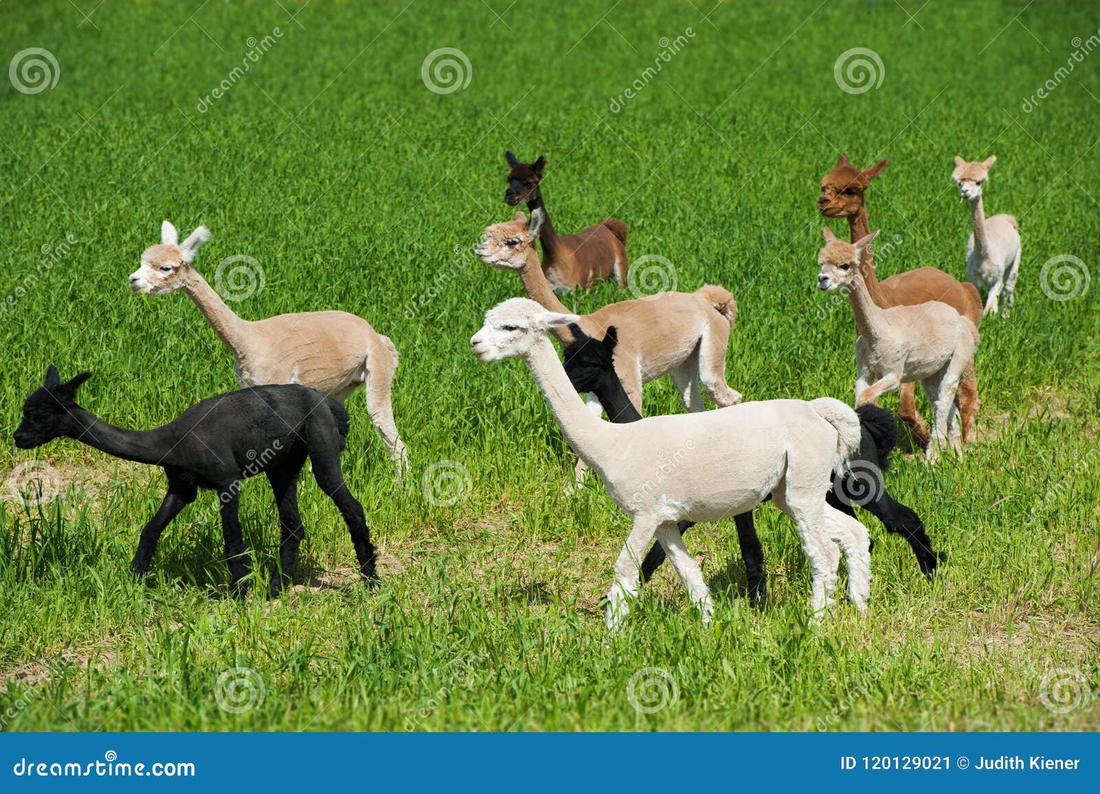 Alpacas herd on a paddock stock image. Image of copy - 120129021