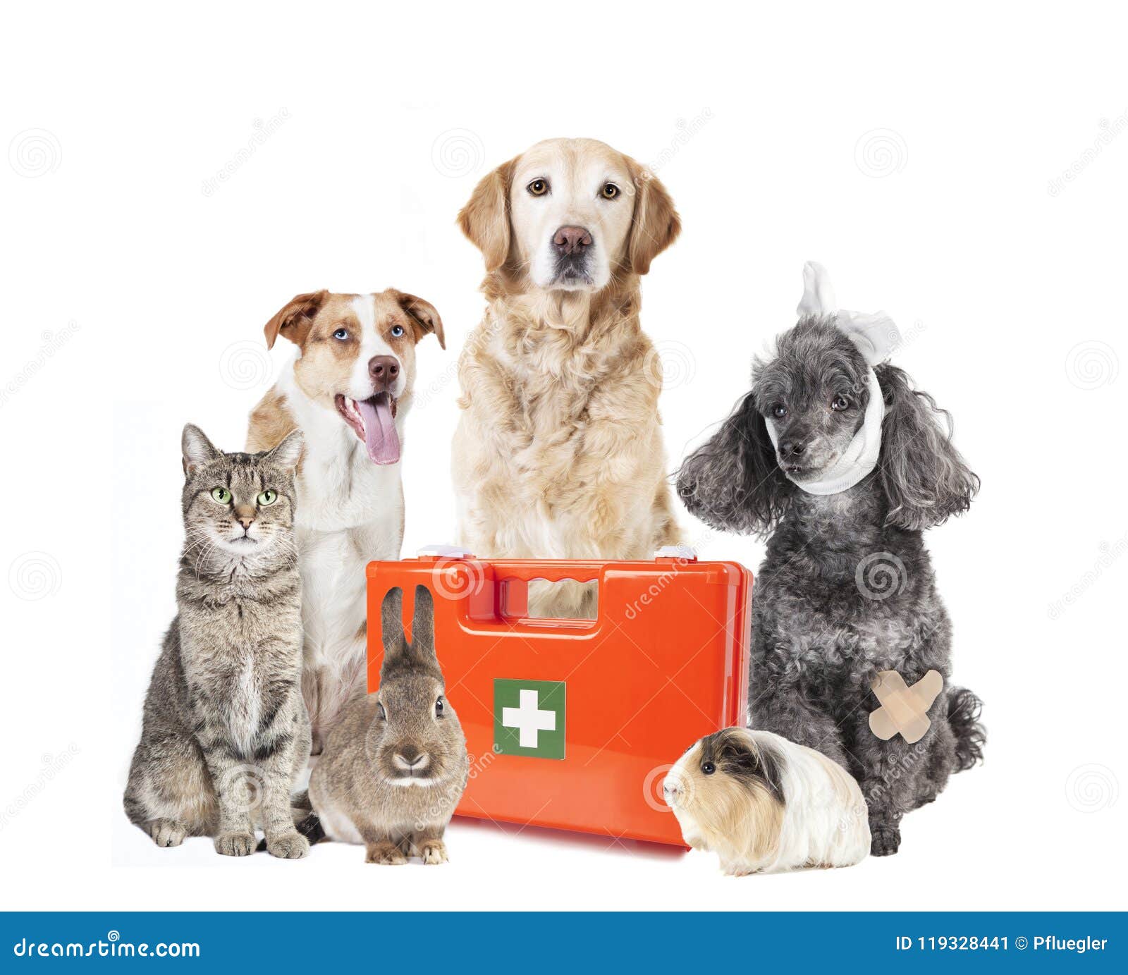 Many animals first aid box stock image. Image of funny - 119328441