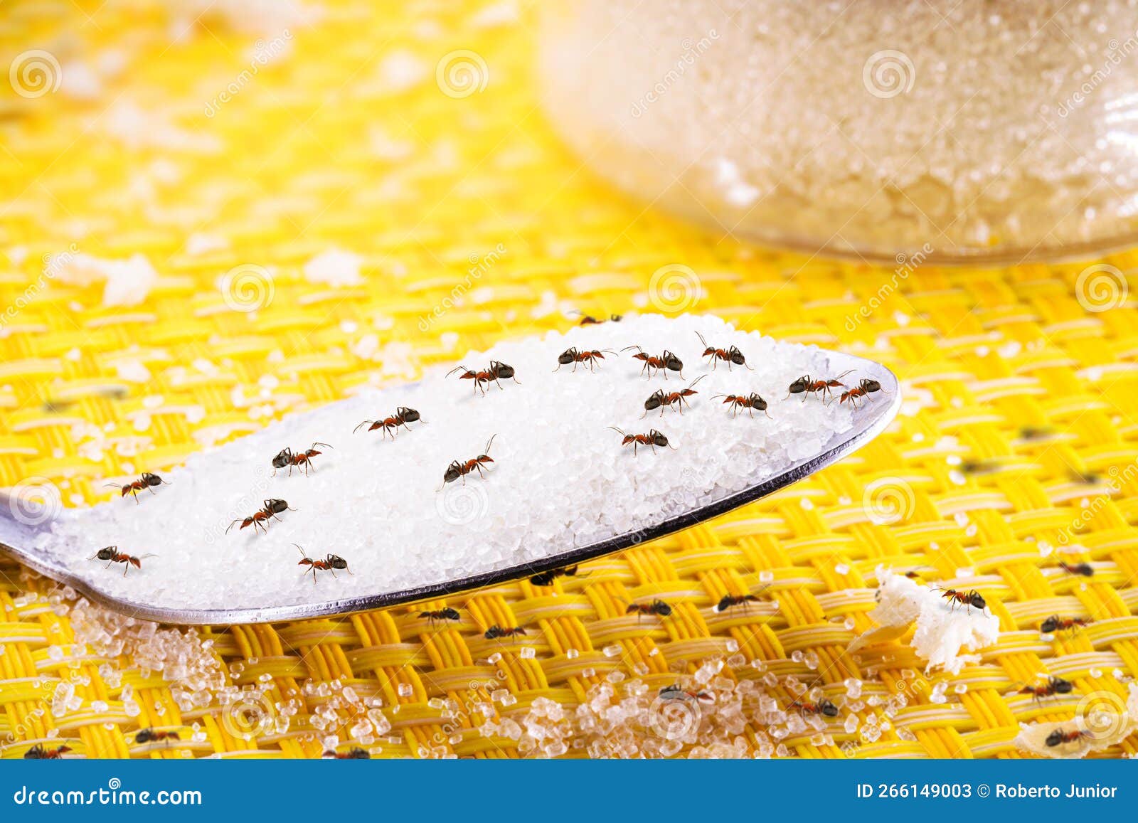 Many Ants Attacking Sugar Spoon on the Table, a Sugar Spoon in the ...