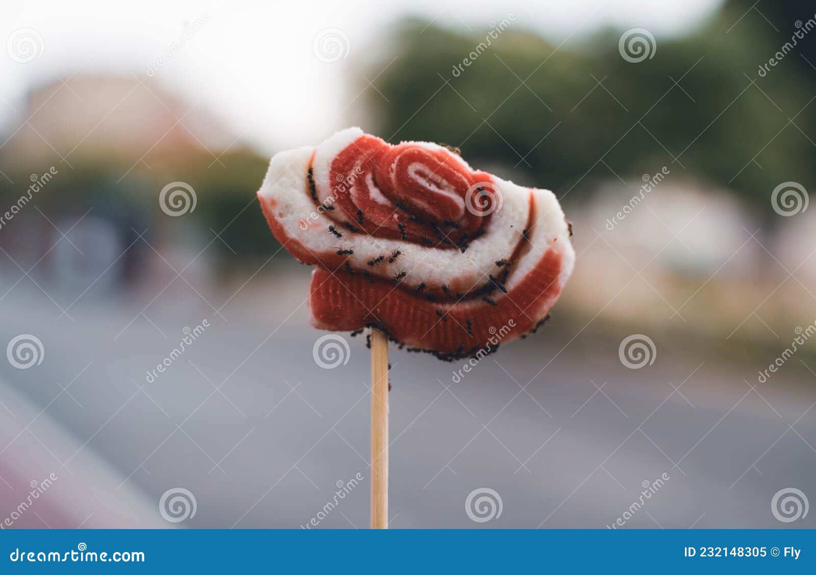 Many Ants Eating from a Lollipop on a Stick Stock Image - Image of ...