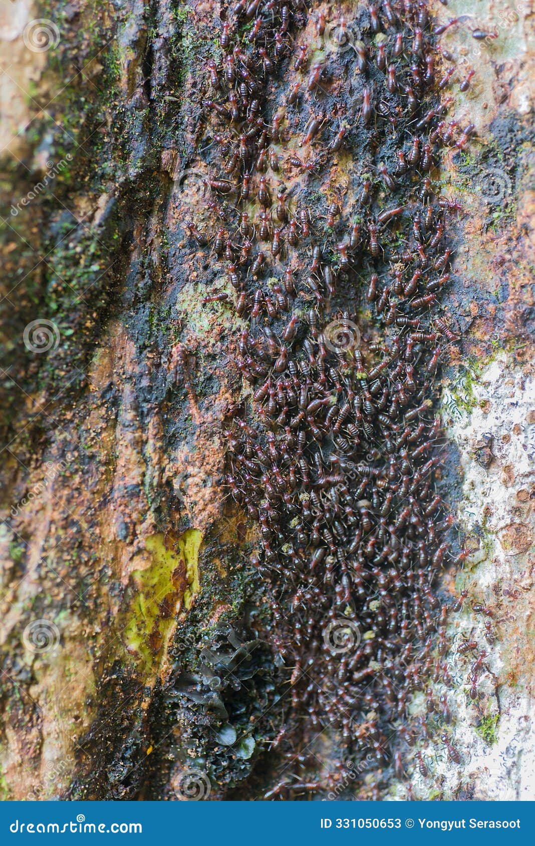 Many Ants Move and Feed on the Trails of Large Trees Stock Image ...