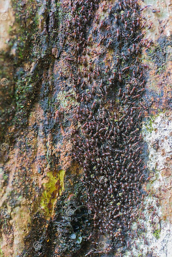 Many Ants Move and Feed on the Trails of Large Trees Stock Image ...