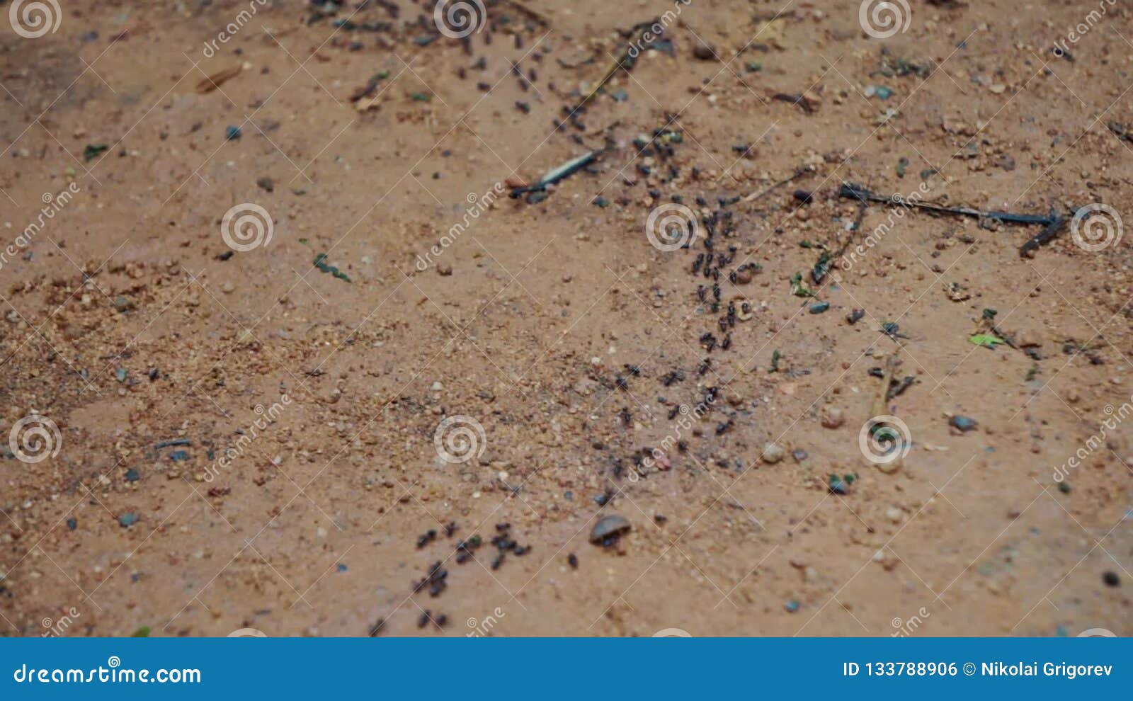 Many Ants Run One after Another on a Track Stock Footage - Video of ...
