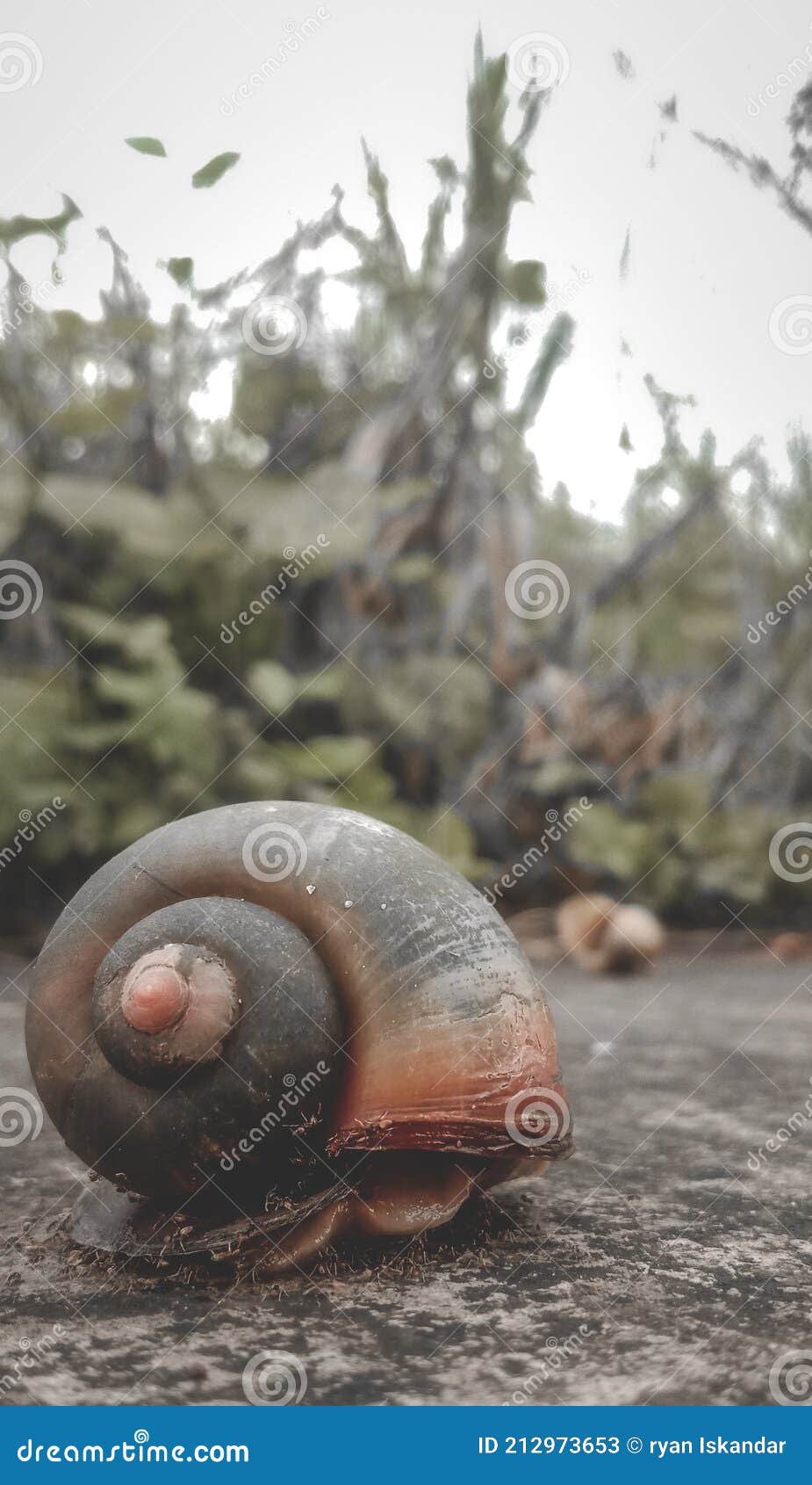 Many Ants Swarm Over the Snail Stock Image - Image of swarm, snail ...