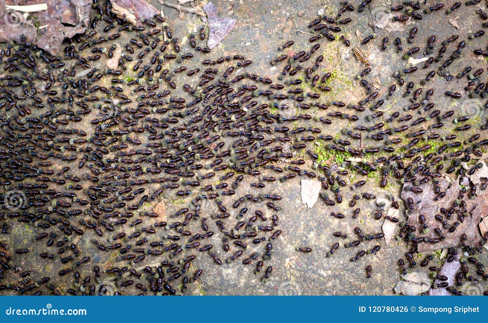 Many Ants Close-up. A Huge Army Of Ants Is Building An Ant Hill On The ...