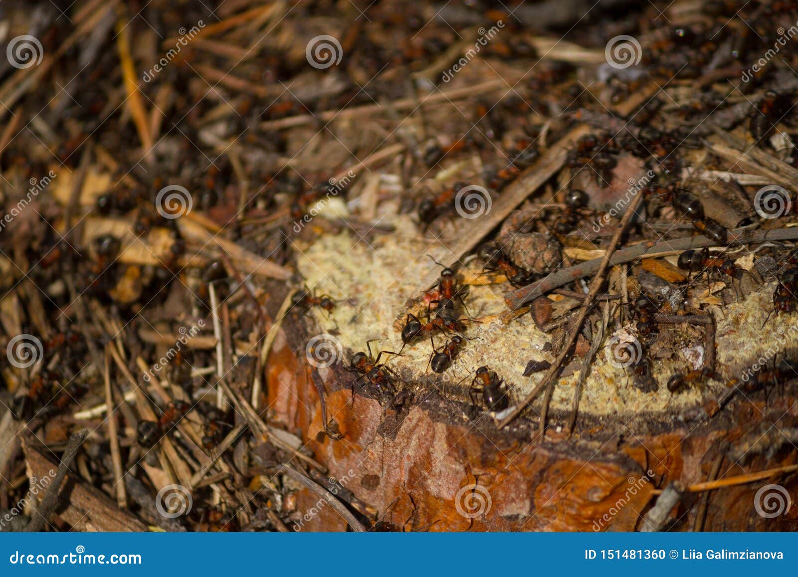 Many ants working together stock photo. Image of eating - 151481360
