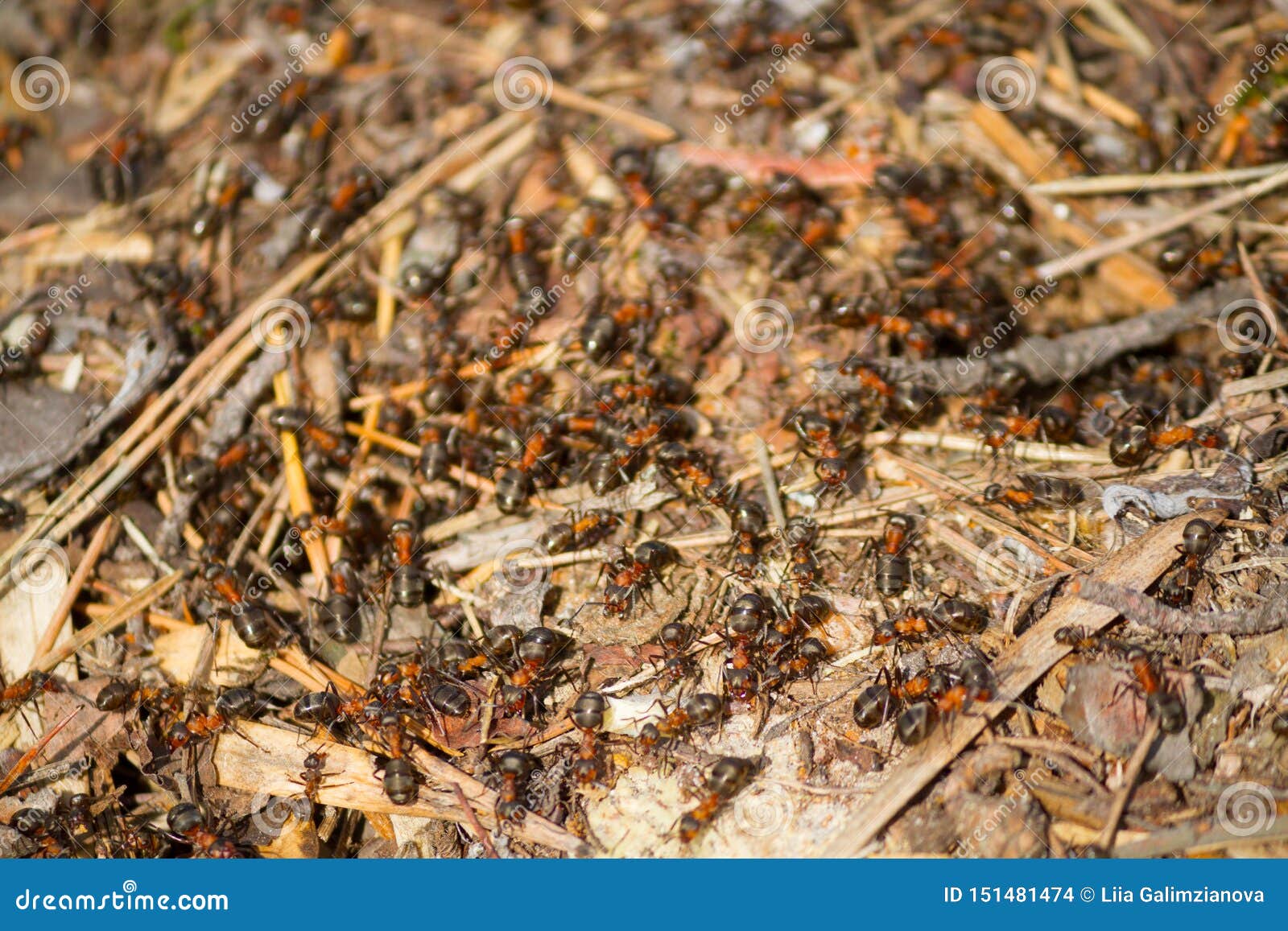Many ants working together stock photo. Image of inside - 151481474 Many ants working together stock photo. Image of inside - 151481474