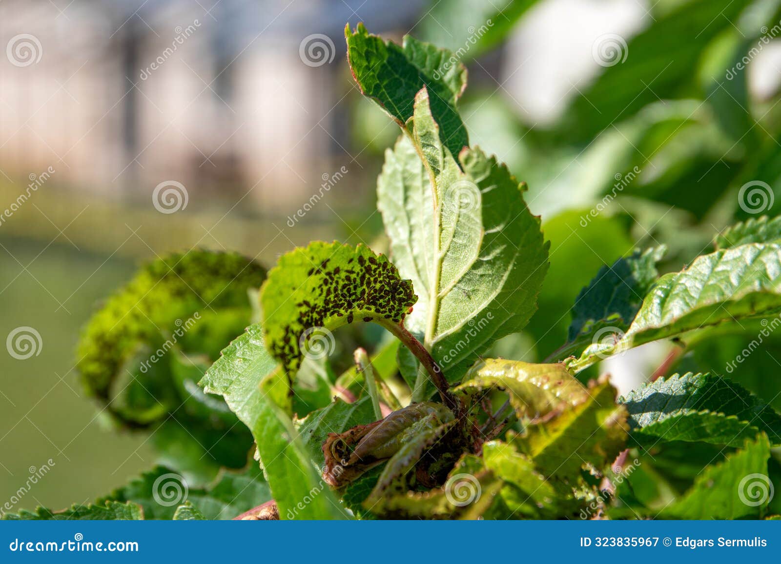 Many Aphids on Cherry Tree Leaves, Pests in Garden Stock Image - Image ...