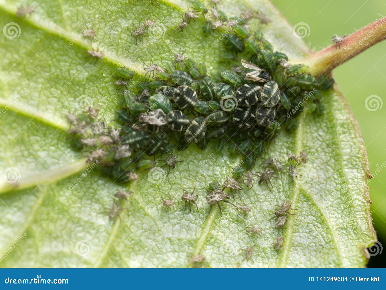 Many aphids on leaf stock photo. Image of vermin, hemiptera - 141249604