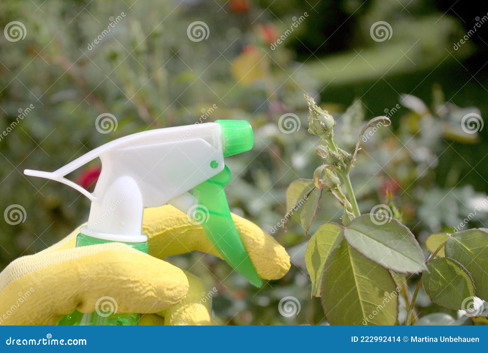 Aphids On Rose Bud. Green Aphid Insects Sucking Sap On Rose Bud Stock ...