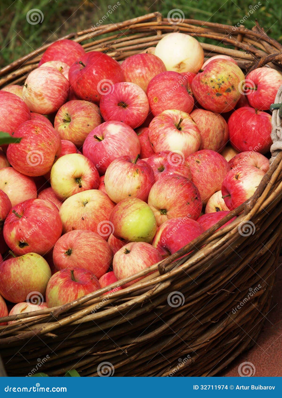 Many apples stock photo. Image of nature, wood, apple - 32711974