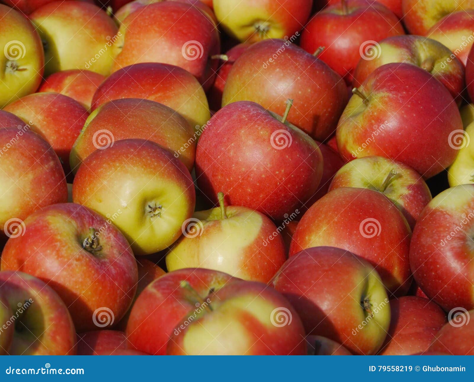 Many Apples in Wooden Boxes Stock Image - Image of apple, natural: 79558219