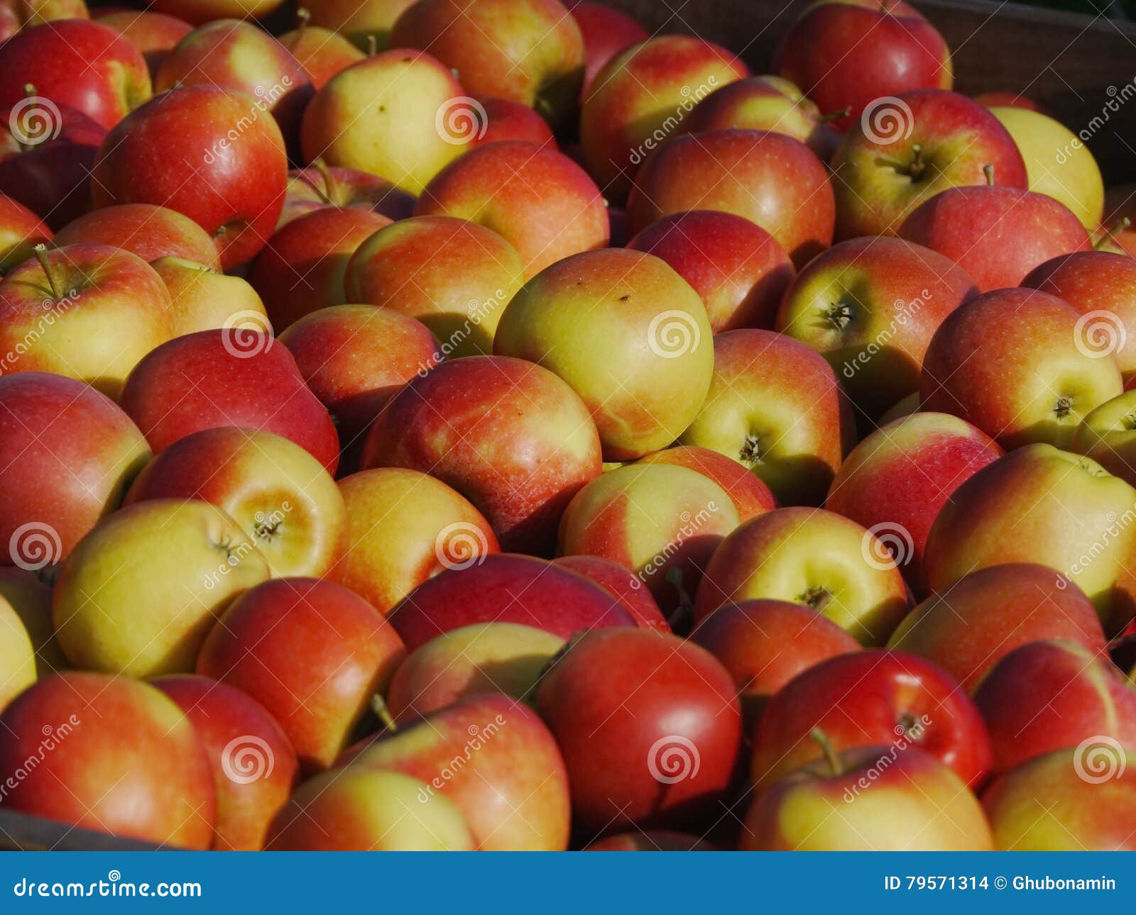 Many Apples in Wooden Boxes Stock Photo - Image of healthy, fruit: 79571314