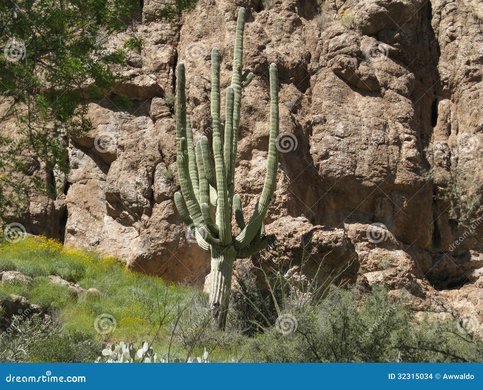 Many Armed Sentinel stock photo. Image of bush, boyce - 32315034